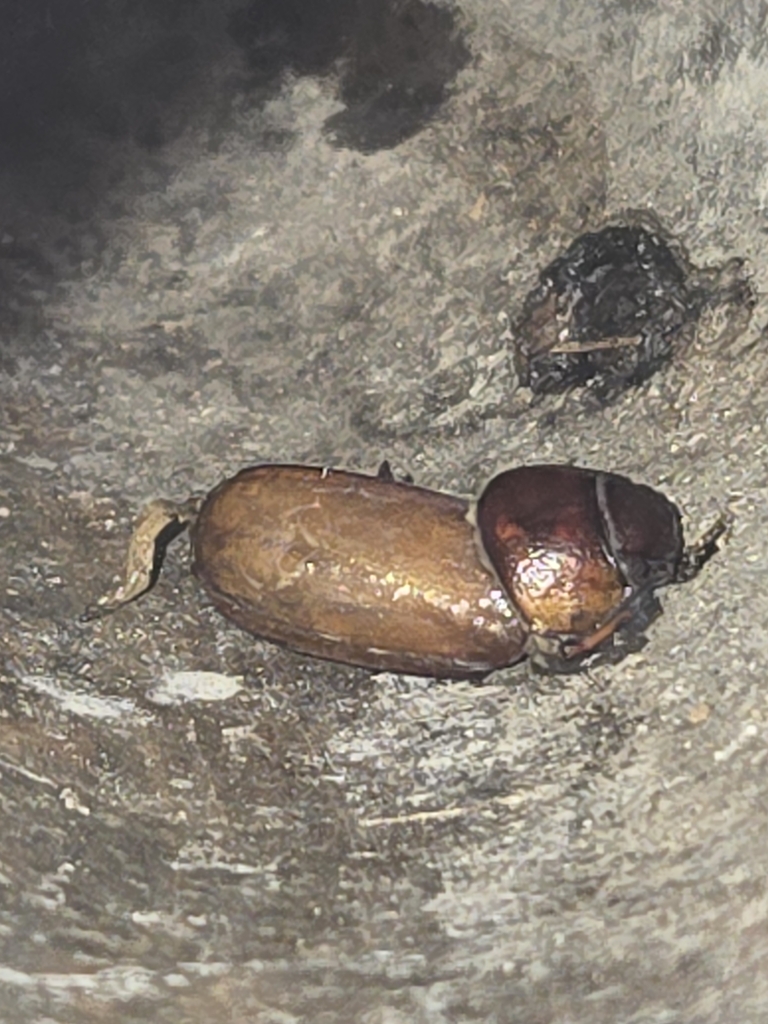 Masked Chafers from CWQ9+WPV, San Juan, 00907, Puerto Rico on February ...
