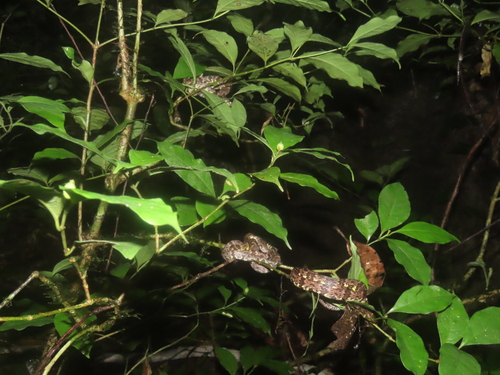 Variegated Snail-eater (Dipsas variegata) - Snakes and Lizards