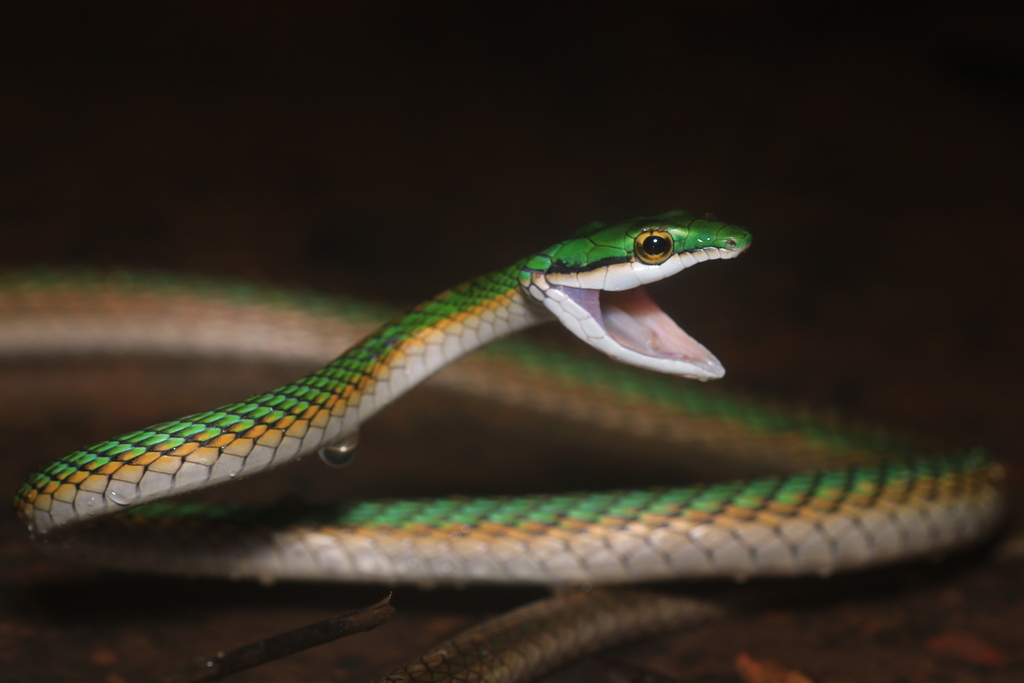 Giant Parrot Snake (Leptophis ahaetulla) - Snakes and Lizards