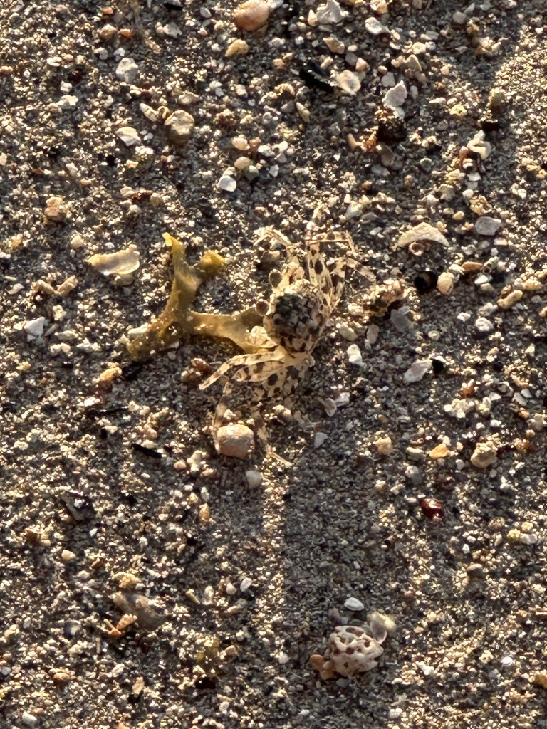 Pallid Ghost Crab from South Pacific Ocean, French Polynesia, PF on ...