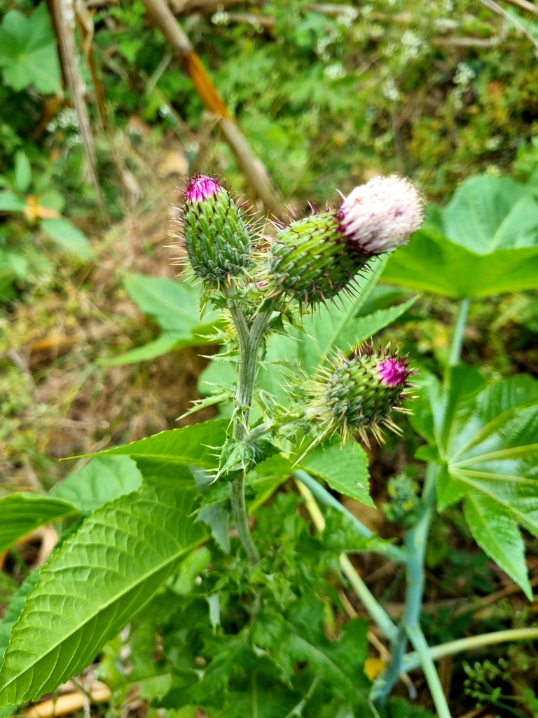 Mexican Thistle from 70736 Oax., México on February 13, 2025 at 03:17 ...