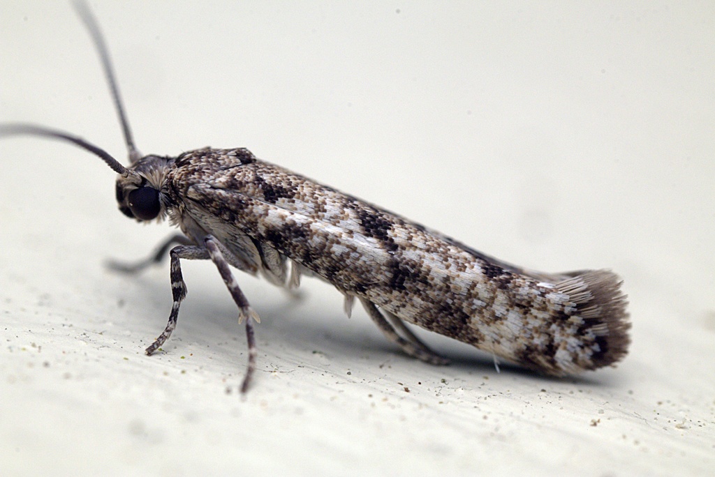 Citrus Flower Moth from Ruawai, New Zealand on February 9, 2025 at 07: ...