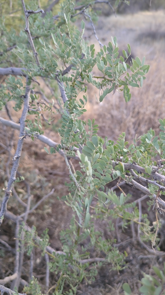 desert ironwood from Cave Creek, AZ, USA on February 16, 2025 at 05:35 ...