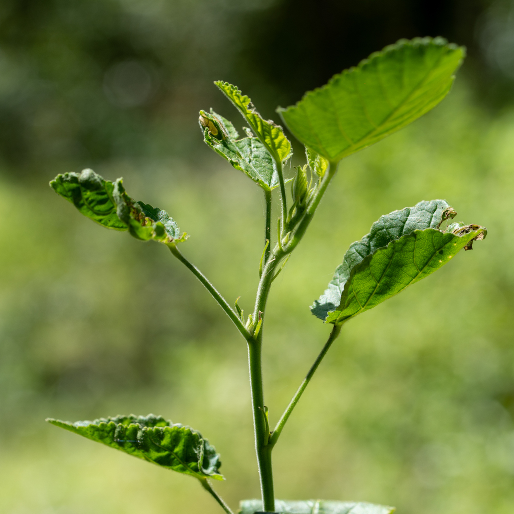 flannel weed from Mount Samson QLD 4520, Australia on February 16, 2025 ...