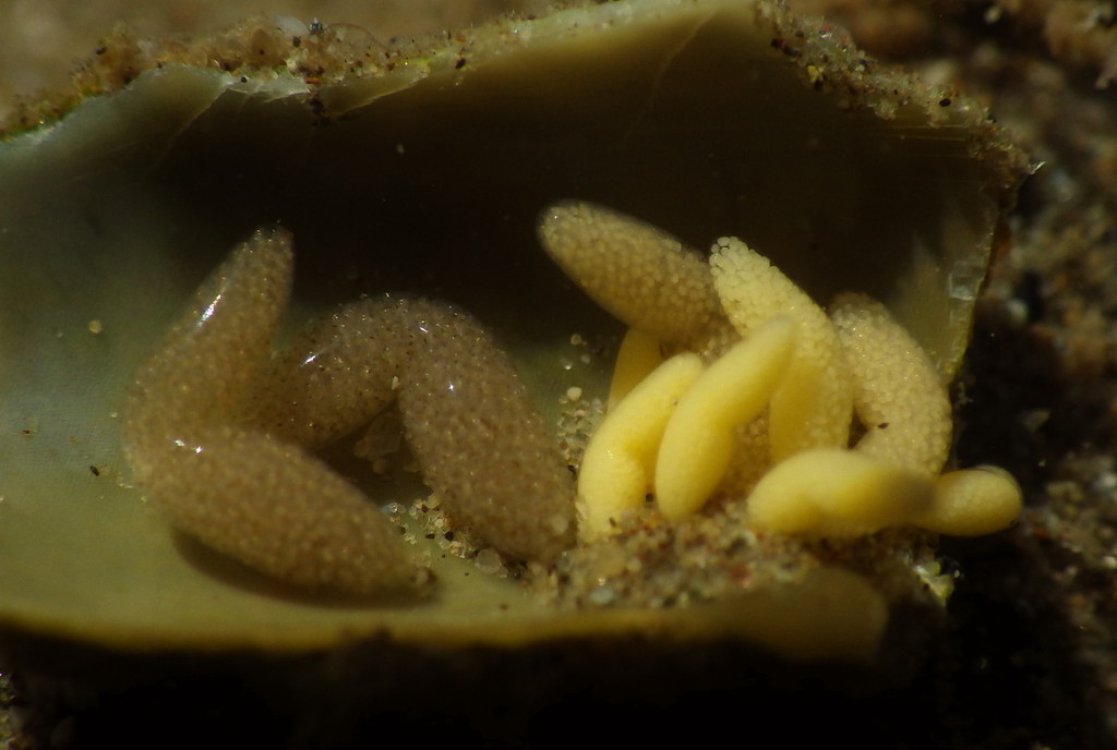 Scaled Worm Snail from Santa Barbara County, CA, USA on August 3, 2019 ...