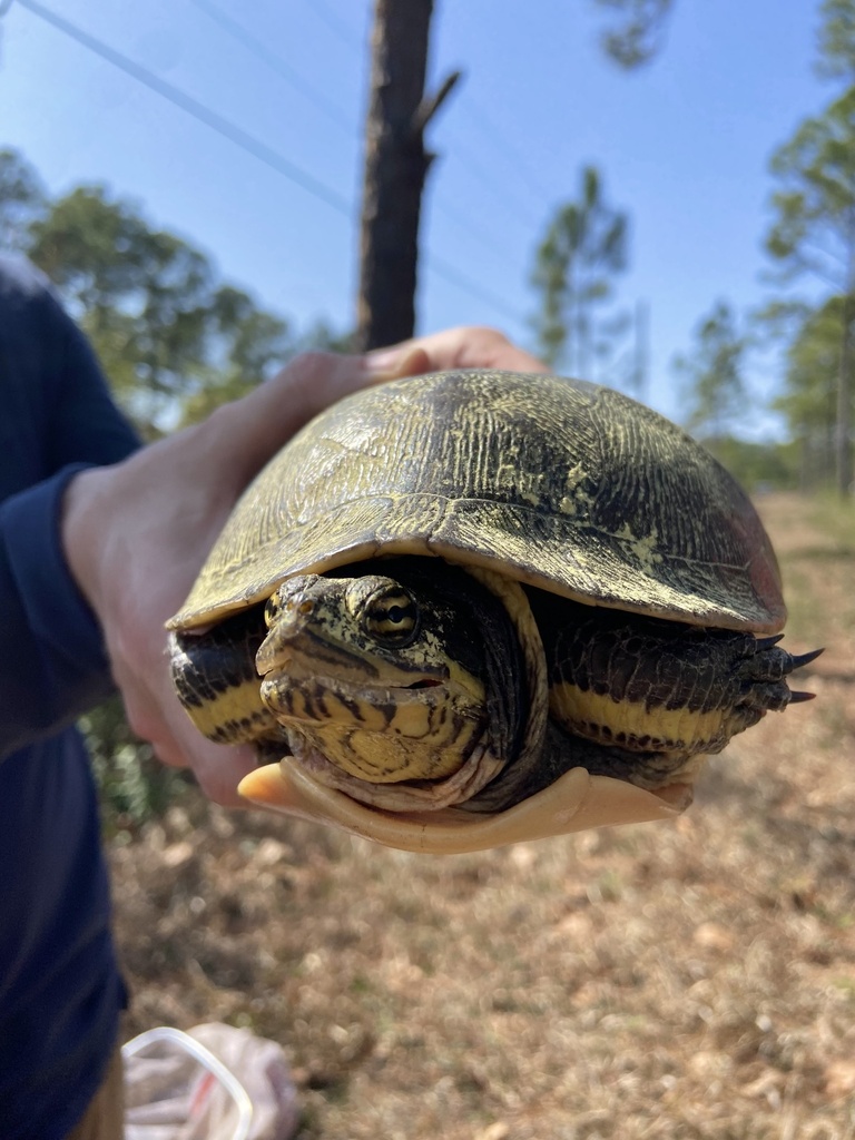 Chicken Turtle in February 2025 by ashlynnmoretti · iNaturalist