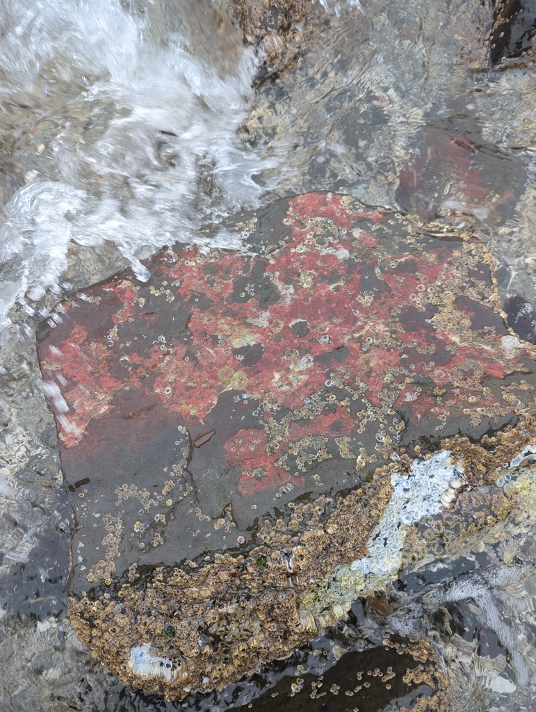 rusty rock from Seattle, WA 98119, USA on February 16, 2025 at 11:39 AM ...