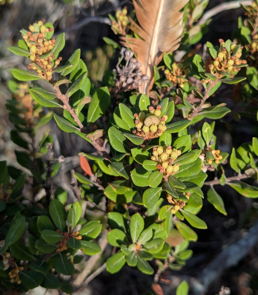 rusty staggerbush from Placid Lakes, FL 33852, USA on February 16, 2025 ...