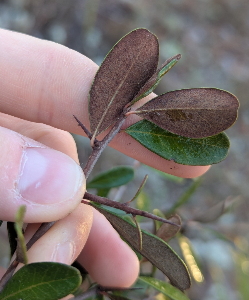 Tough Bully from Placid Lakes, FL 33852, USA on February 16, 2025 at 07 ...