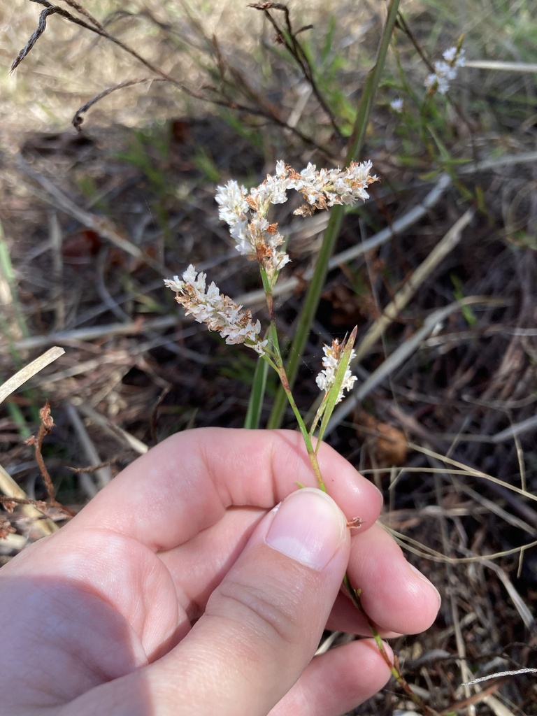 Sandhill wireweed from Mountain Lake, Lake Wales, FL, US on February 16 ...