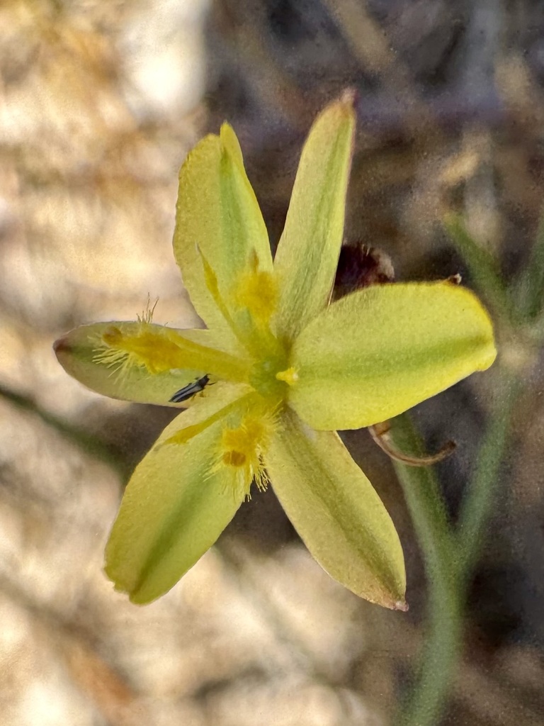 yellow rush-lily from Melbourne VIC, Australia on February 17, 2025 at ...