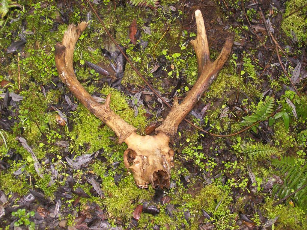 Columbian Black-tailed Deer from Rancho San Antonio Open Space Preserve ...