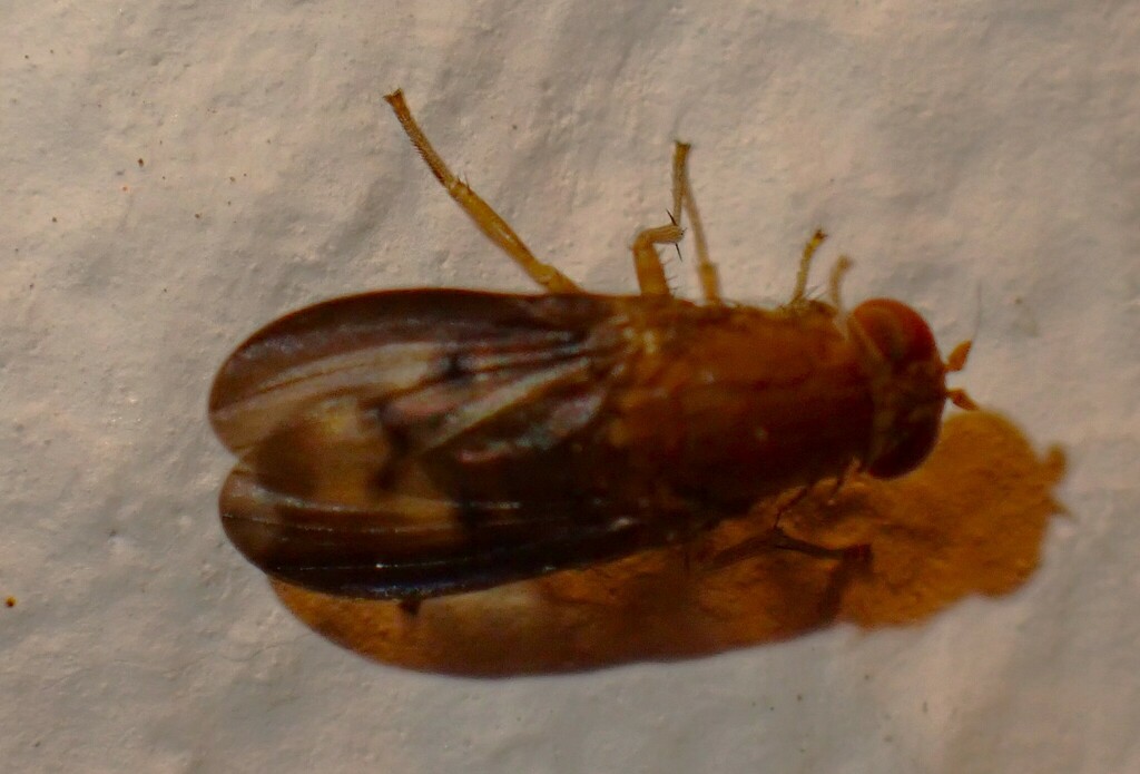 Lauxaniid Flies from San José, Heredia Province, San Isidro, Costa Rica ...