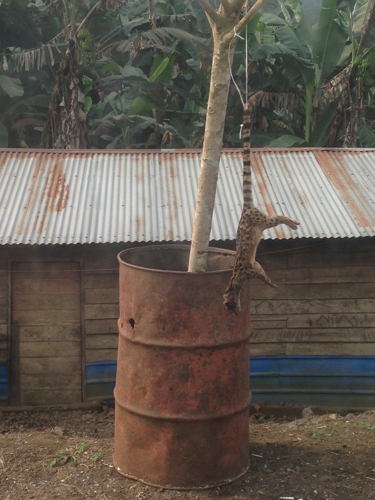 Central African Oyan from Moka, Equatorial Guinea on January 26, 2016 ...
