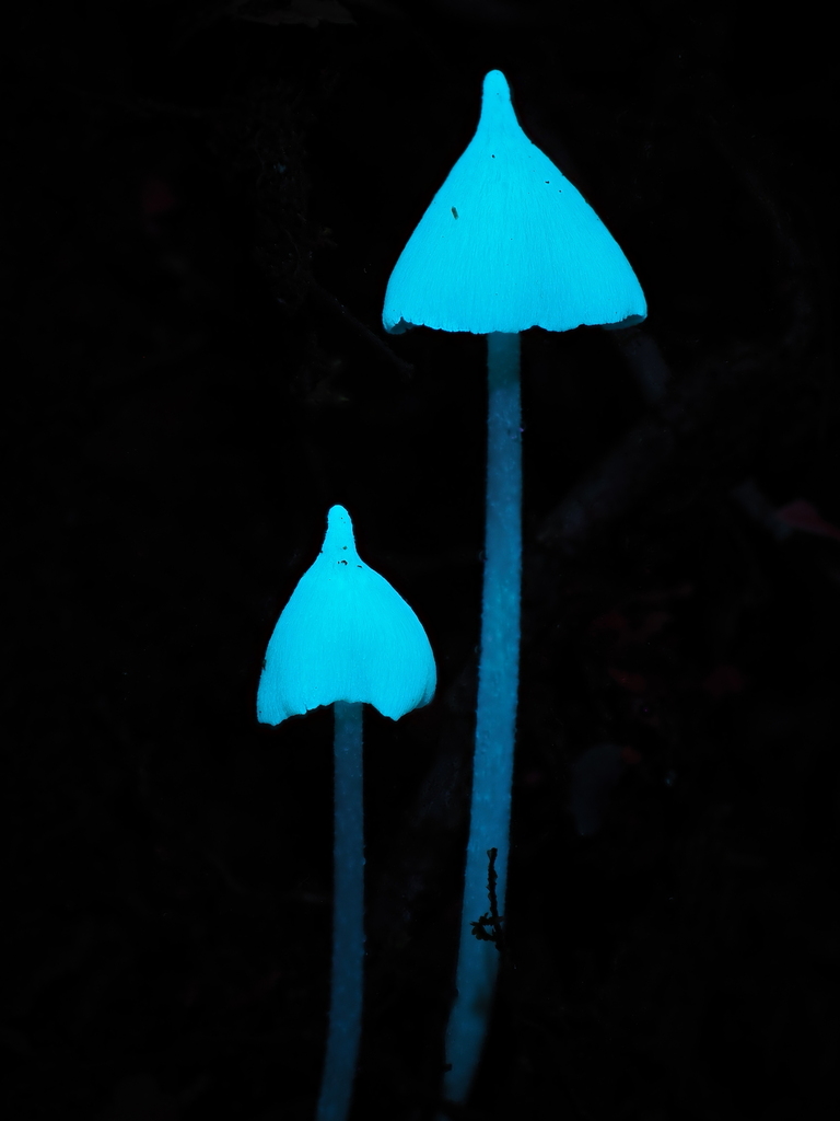 Entoloma stylophorum from Pastaza, EC-PA, EC on February 16, 2025 at 06 ...