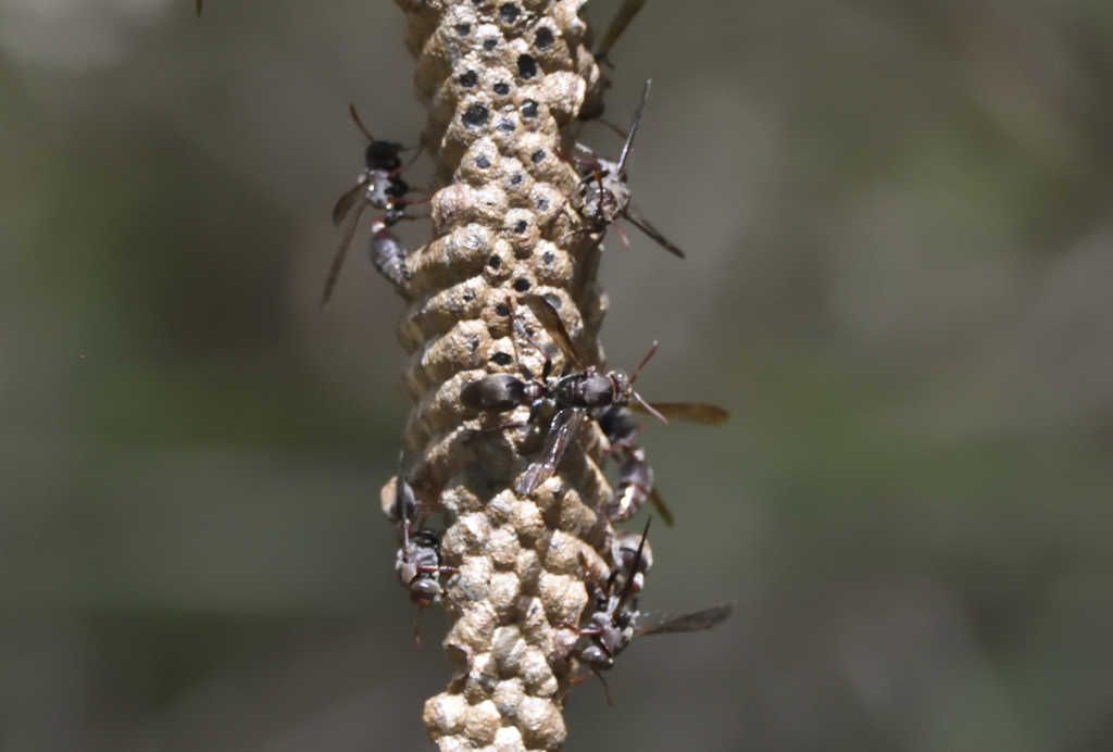 Paper Wasps from Mount Annan Stolen Generations Memorial on February 17 ...