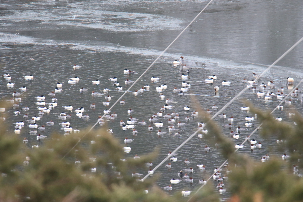 Common Merganser from Shepaug Dam Eagle View Southbury, CT 06488, USA ...