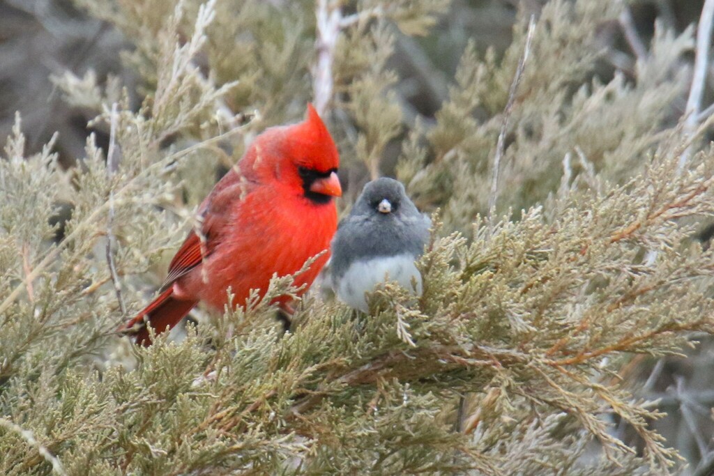 Northern Cardinal from Shepaug Dam Eagle View Southbury, CT 06488, USA ...