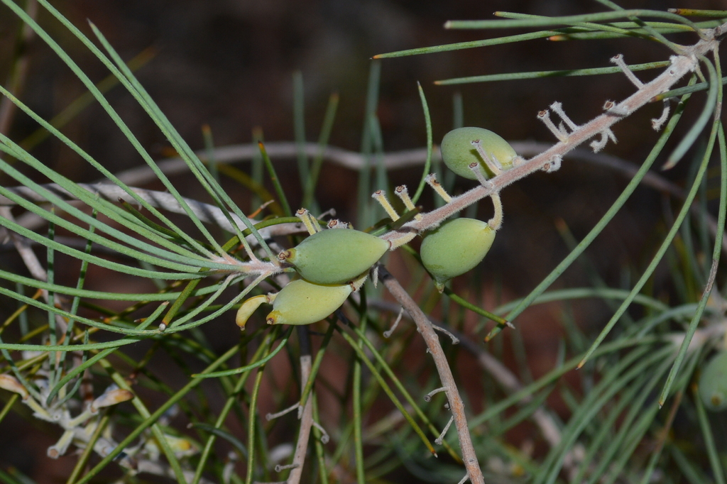 Persoonia saccata from High Wycombe WA 6057, Australia on February 15 ...