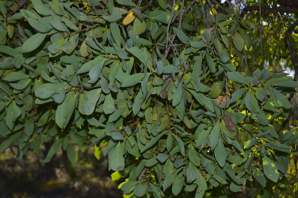 Spreading Snottygobble from High Wycombe WA 6057, Australia on February ...