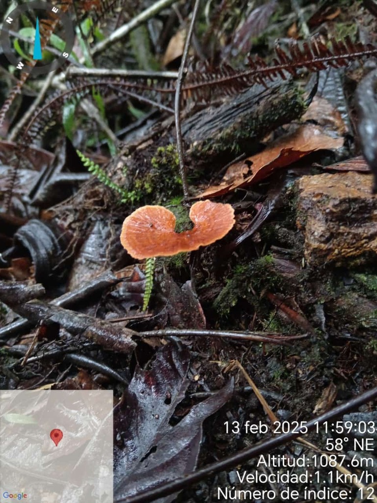 Amauroderma from El Pangui, Ecuador on February 13, 2025 at 11:17 PM by ...