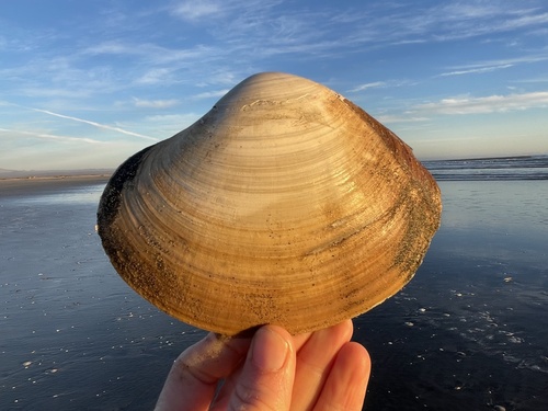 Hemphill Surfclam (China Cove Organisms) · iNaturalist