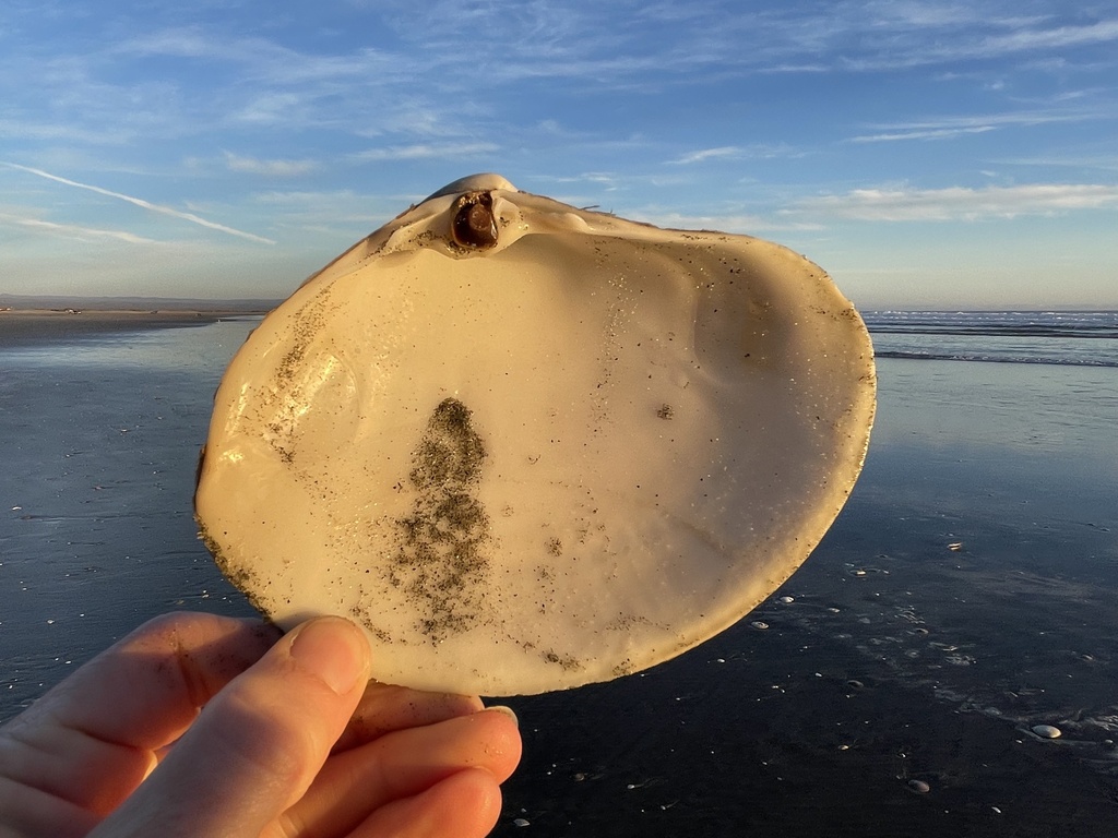 Hemphill Surfclam (China Cove Organisms) · iNaturalist