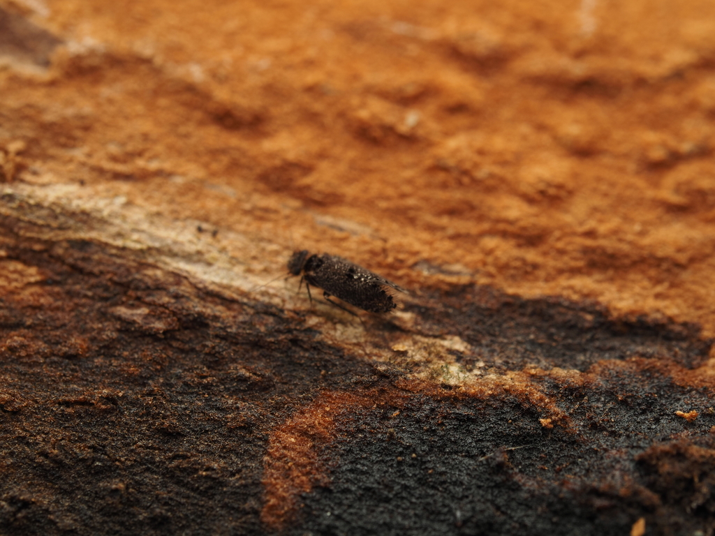 Scaly-winged Barklice from Palmetto Bay, FL, USA on February 16, 2025 ...
