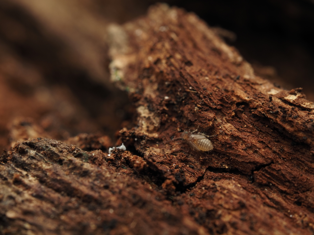 Scaly-winged Barklice from Palmetto Bay, FL, USA on February 16, 2025 ...