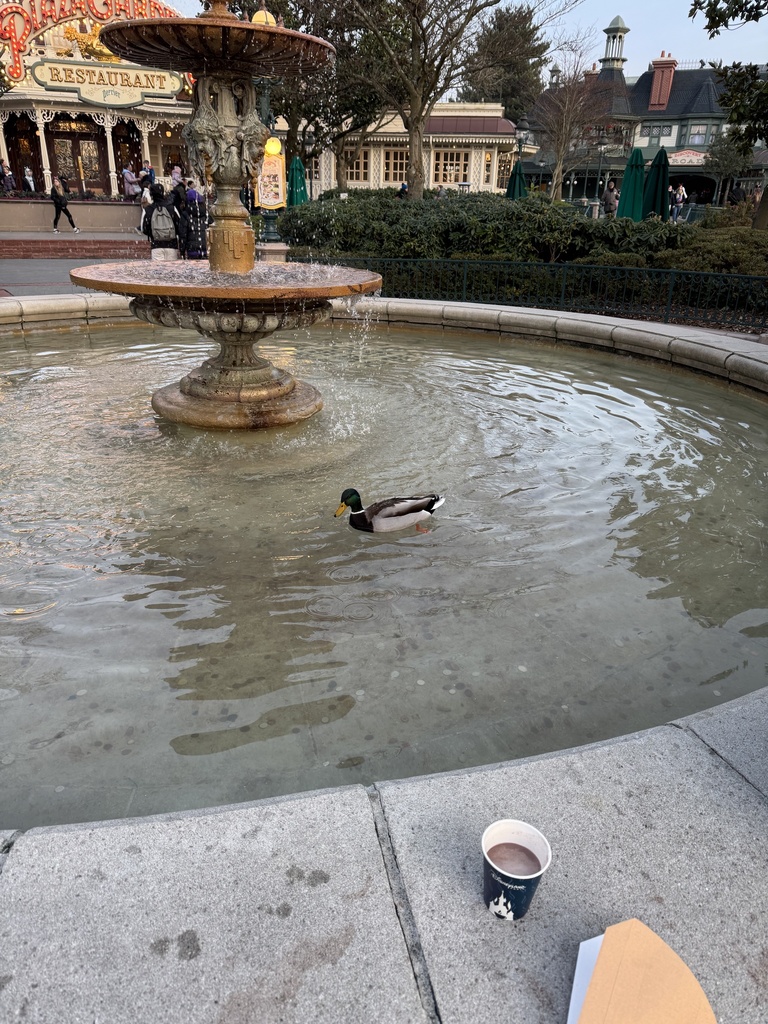 Mallard from Disneyland Paris, Chessy, Île-de-France, FR on February 16 ...