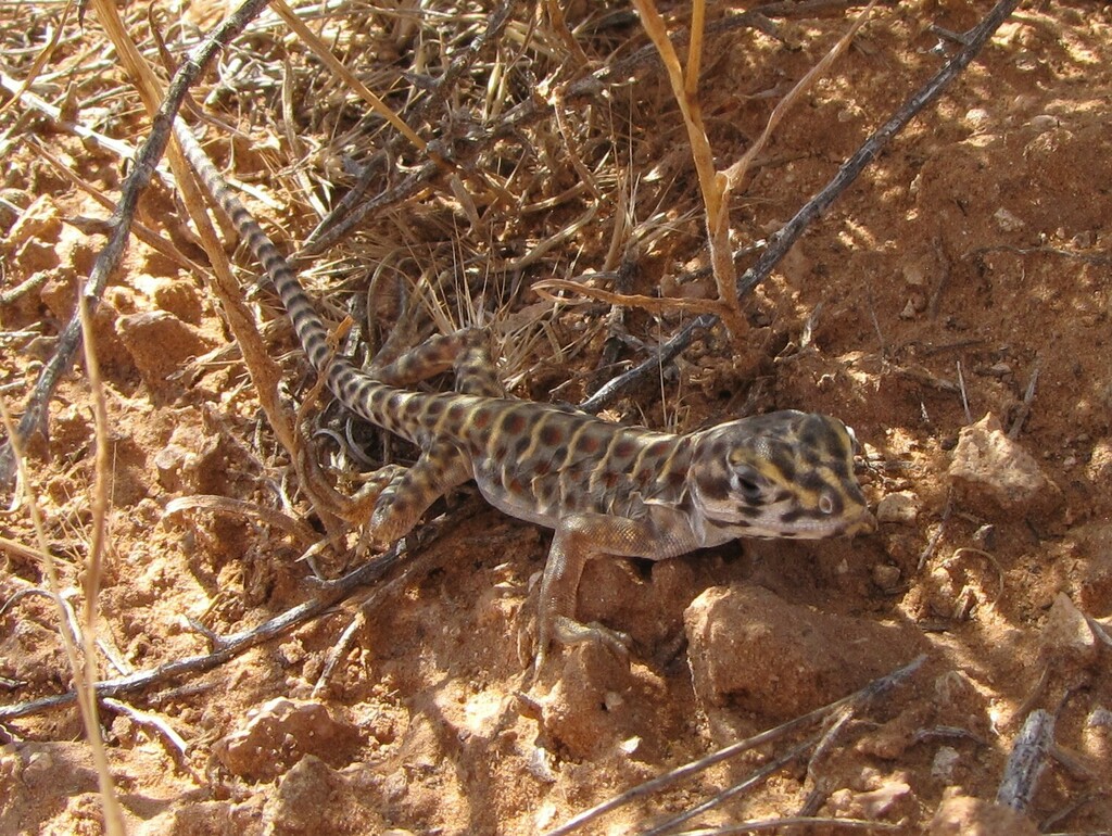 Long-nosed Leopard Lizard in August 2017 by pjrohman. Juvenile ...