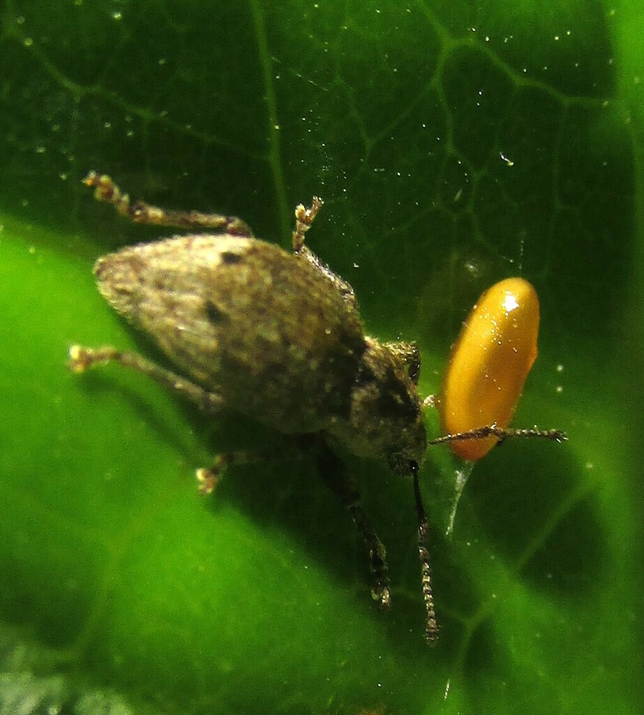 Compressed weevil from Breaker Bay, Wellington 6022, New Zealand on ...