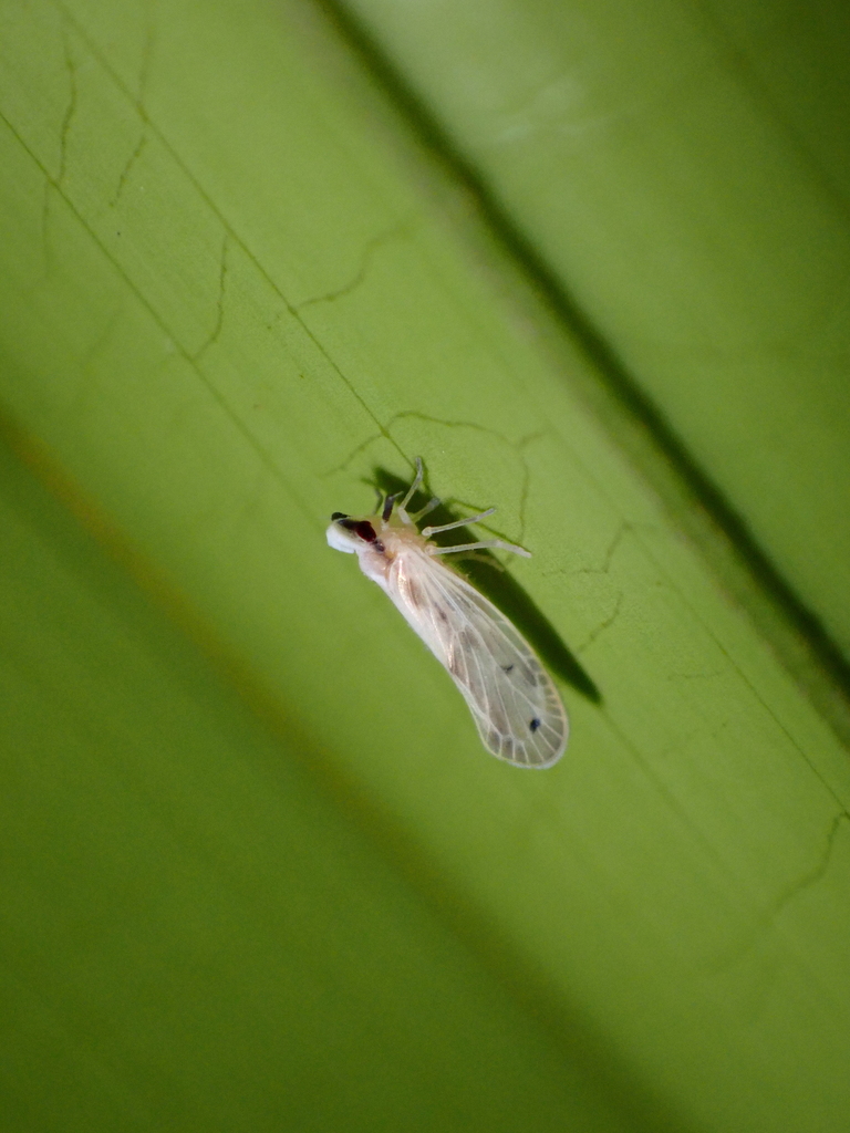 Levu vitiensis from Somersby NSW 2250, Australia on January 31, 2025 at ...