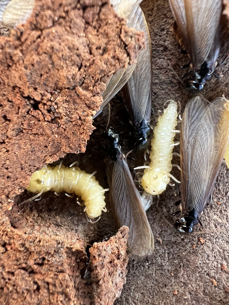Rhyncomya from Route Vers Tafraoute, Ait Abdallah, Souss-Massa, MA on ...