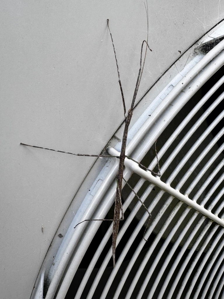 Sydney Stick Insect from Butler Rd, Amiens, QLD, AU on February 17 ...