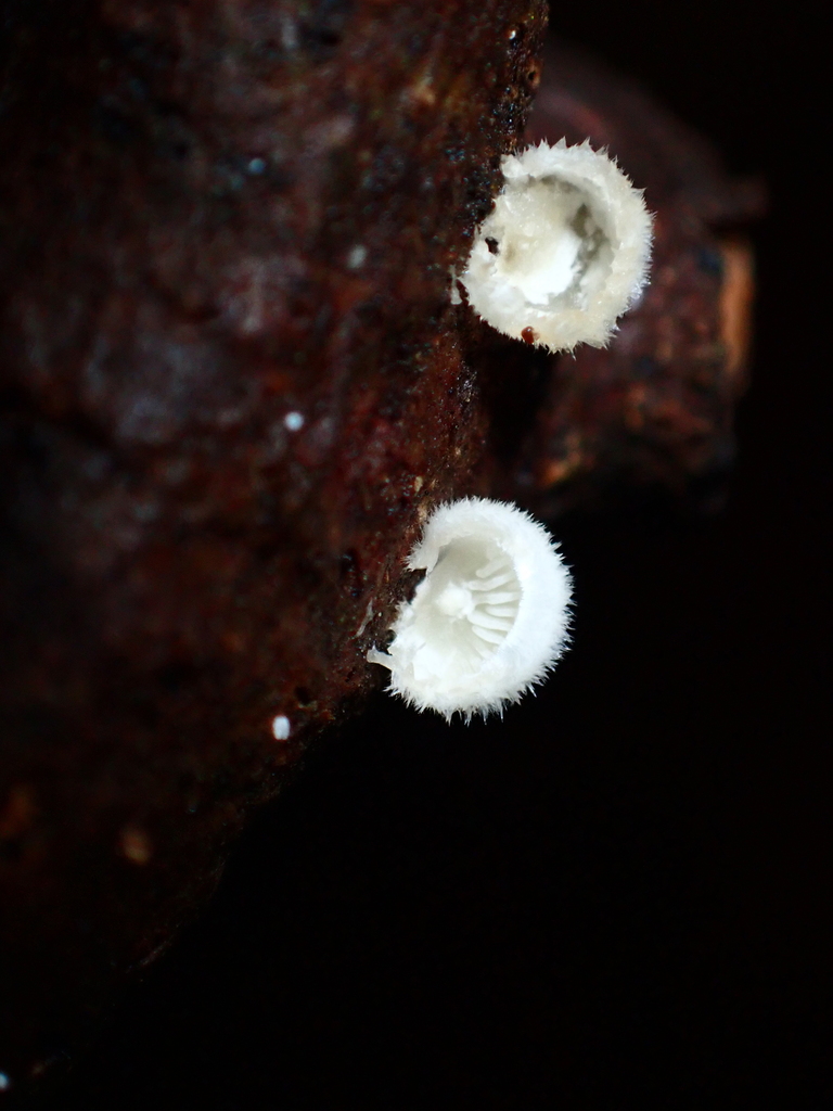Chaetocalathus from Central Coast NSW, Australia on January 31, 2025 at ...
