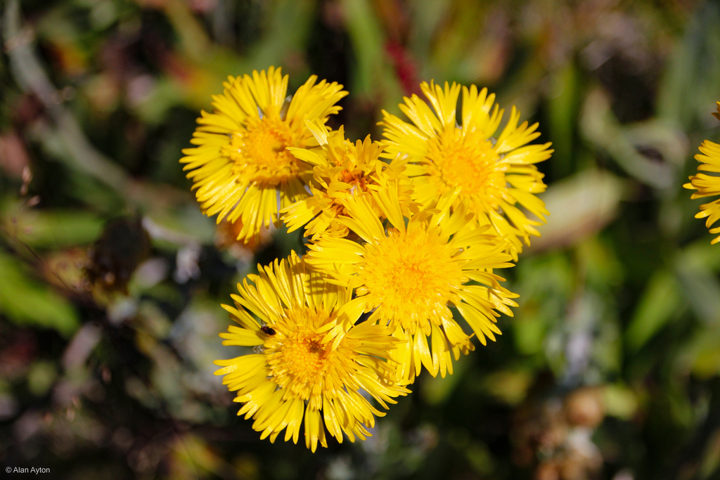Alpine Podolepis from Falls Creek VIC 3699, Australia on February 3 ...