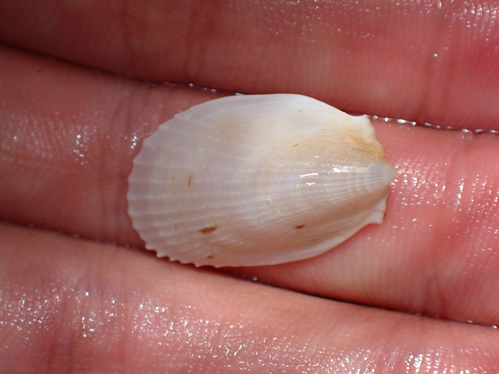 Limatula strangei from Central Coast NSW, Australia on February 8, 2025 at 01:59 PM by Emily ...