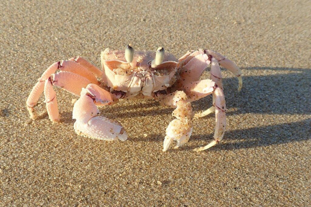 Pink Ghost Crab from Ponta Membene, Maputo Elephant Park, Matutuíne ...