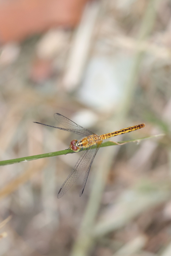 Pygmy Percher in February 2025 by Martin Bennett · iNaturalist