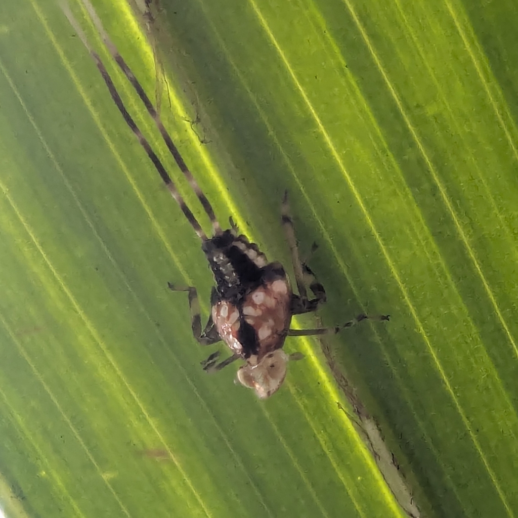 palm planthopper from Bellingen NSW 2454, Australia on February 12 ...