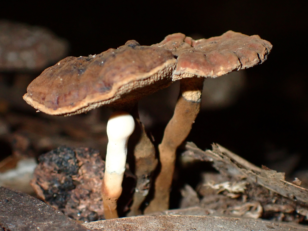 red-staining stalked polypore from Somersby NSW 2250, Australia on ...