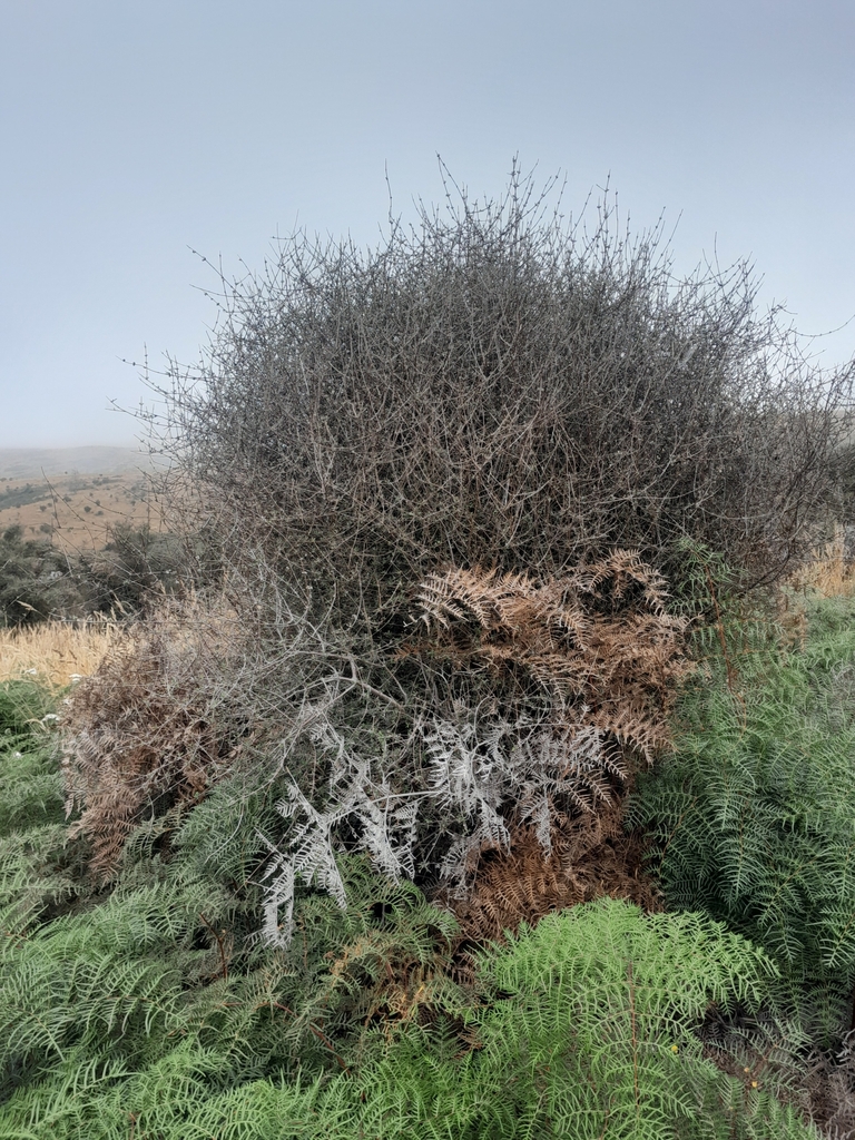 Olearia bullata from Macraes 9483, New Zealand on February 17, 2025 at ...