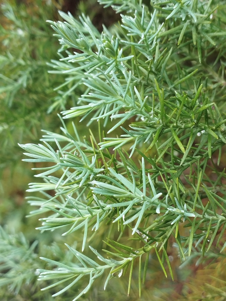 mountain cypress from Waterberg District Municipality, South Africa on ...