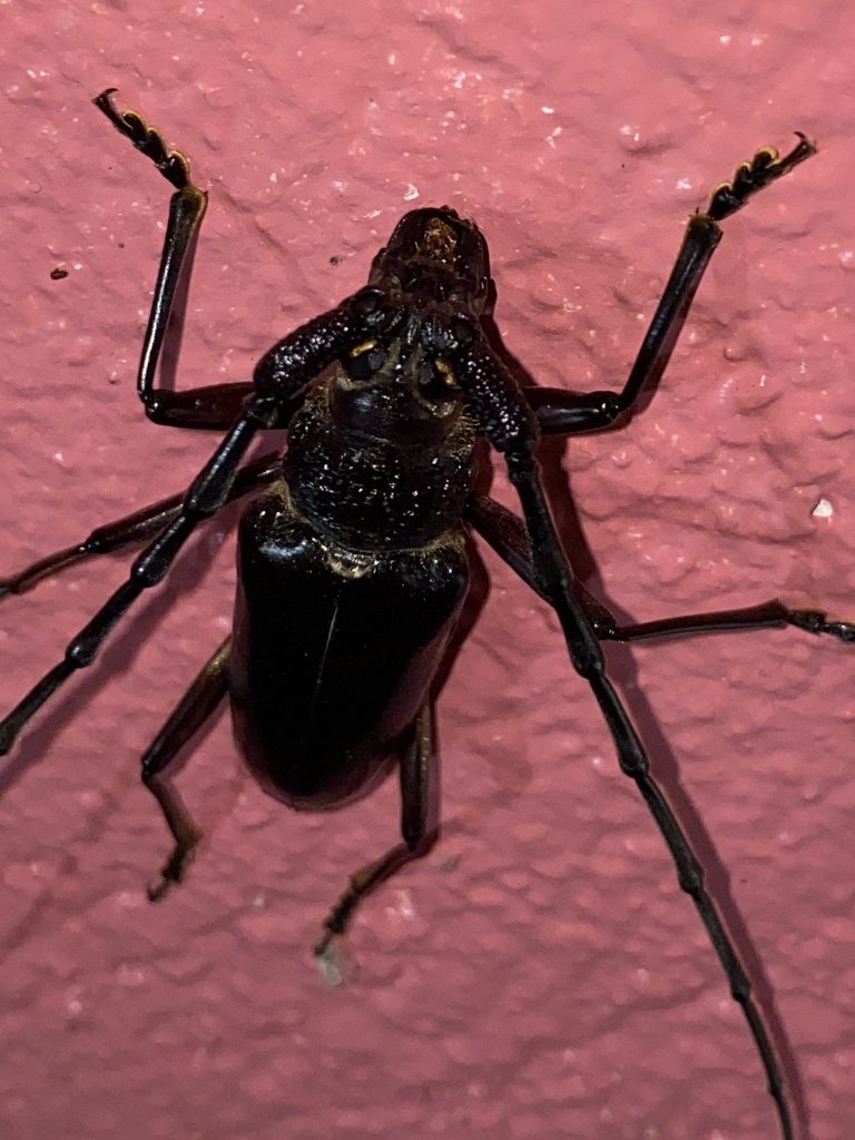 Trirachys inhirsutus from Koror, Palau, PW on February 17, 2025 at 05: ...