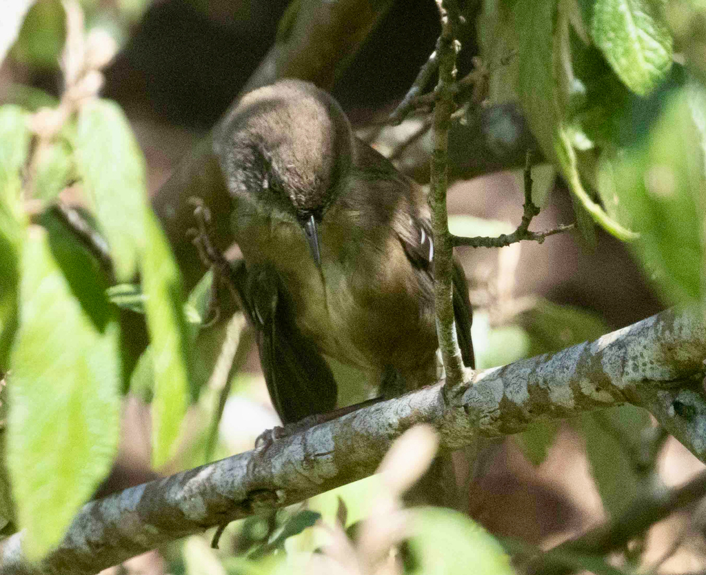 Tasmanian Scrubwren from Gunns Plains, TAS, AU on February 17, 2025 at ...