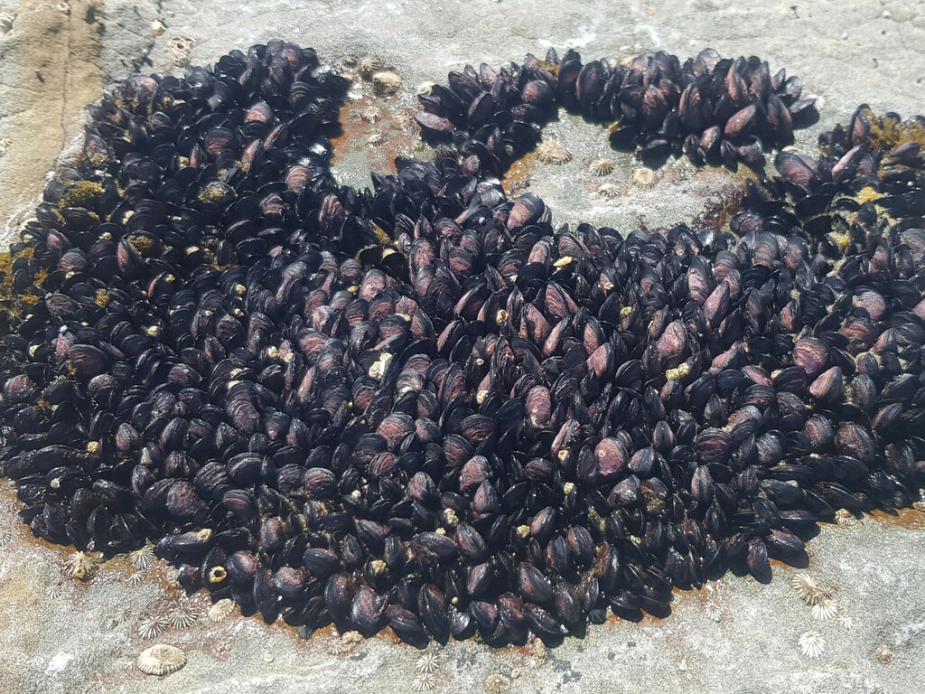 Beaked Mussel from Cape Paterson VIC 3995, Australia on January 11 ...