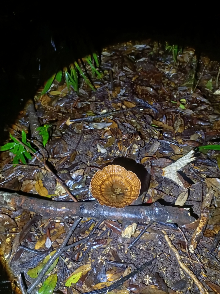 leathery goblet from Gibraltar Range NSW 2370, Australia on January 27 ...