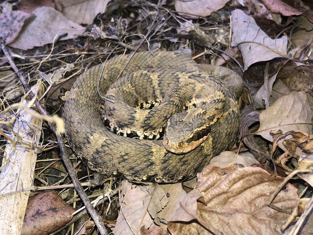 Short-tailed Mamushi in March 2023 by saku_ · iNaturalist