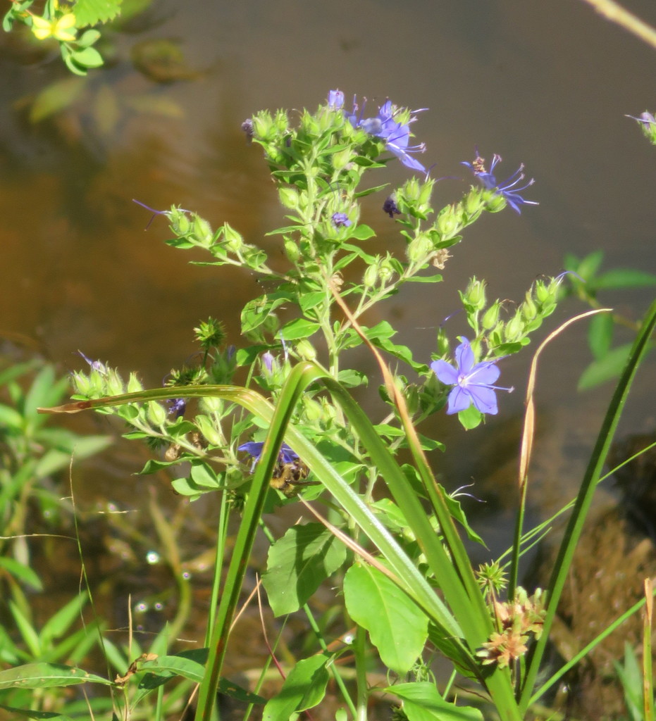 blue waterleaf from 1221 Gotier Trace Rd, Paige, TX 78659, USA on ...